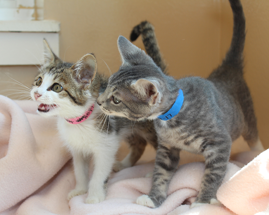 Forsyth Co. Animal Shelter nearing capacity