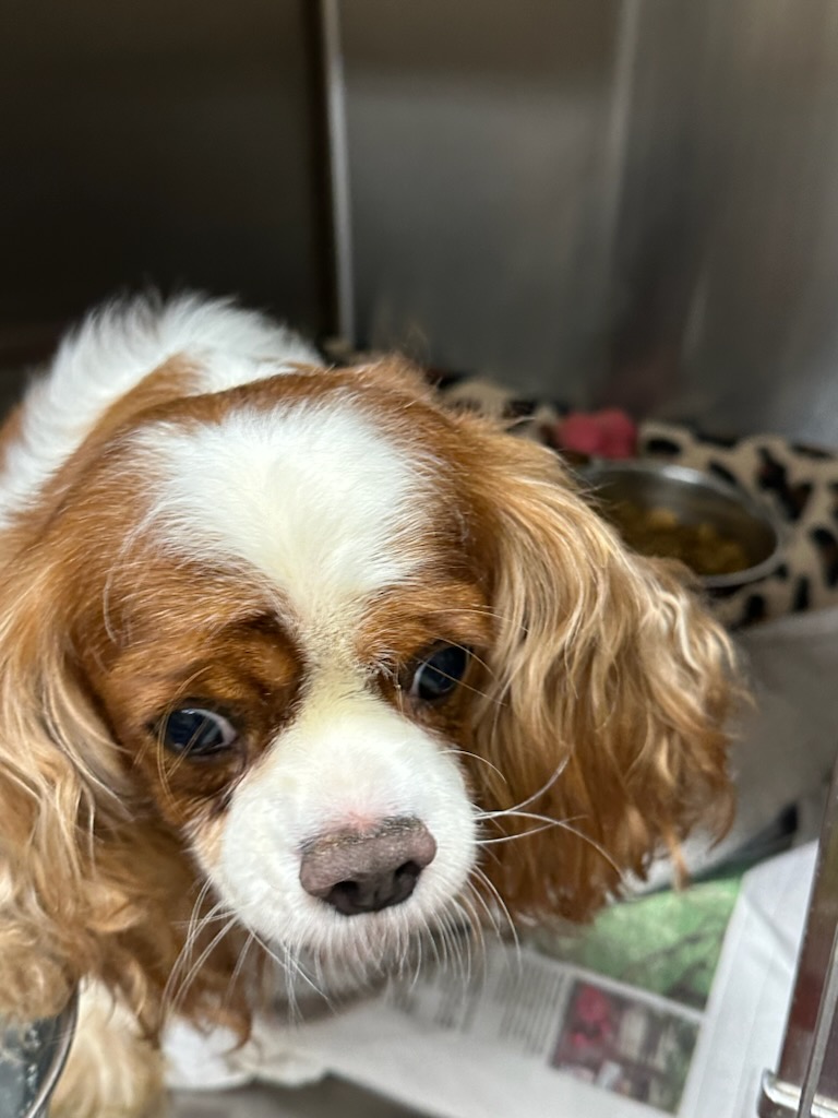 Animal hoarding, breeding operation raided; 200+ dogs, cats rescued or ...