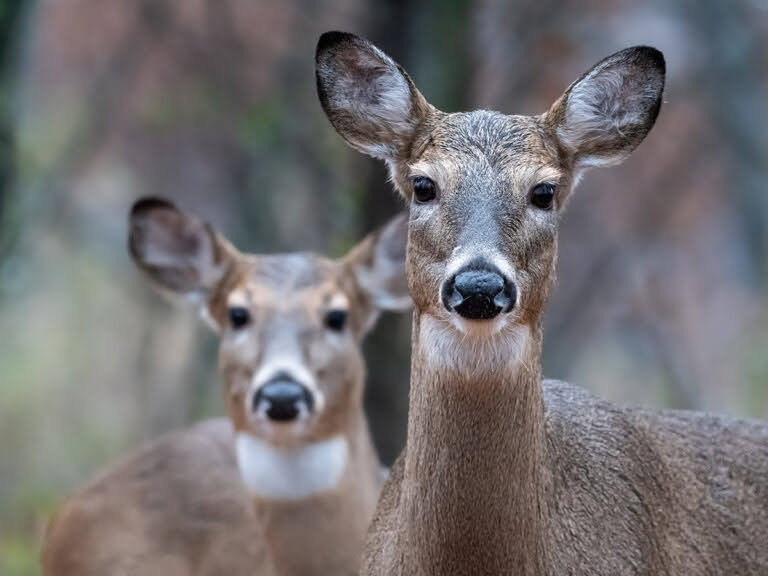 Managing state's deer population