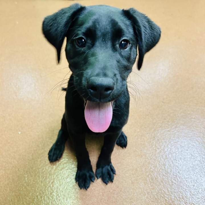 HSNEGA using new isolation protocol for distemper recovering dogs