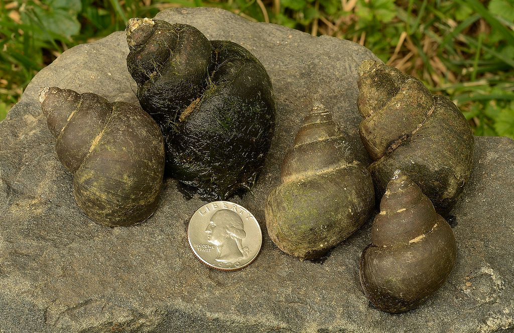 Invasive snails showing up in Lanier