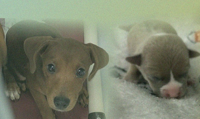 Forsyth Co. has a new tool for reuniting lost pets and their masters